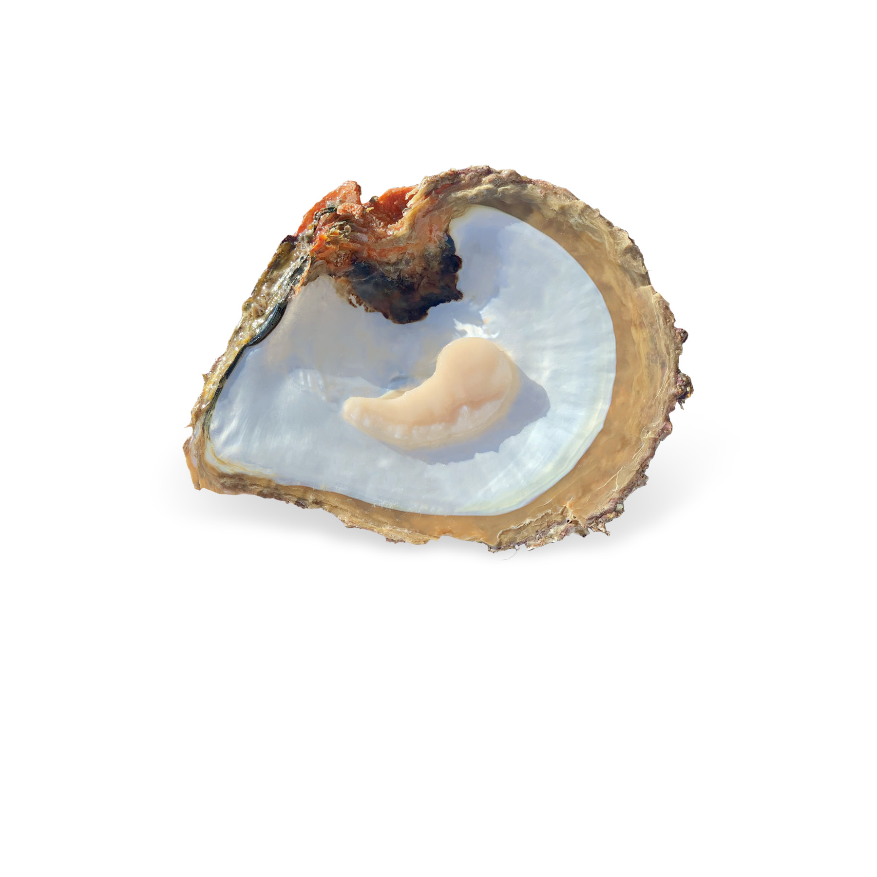 Paspaley Pearl Meat – Friend & Burrell