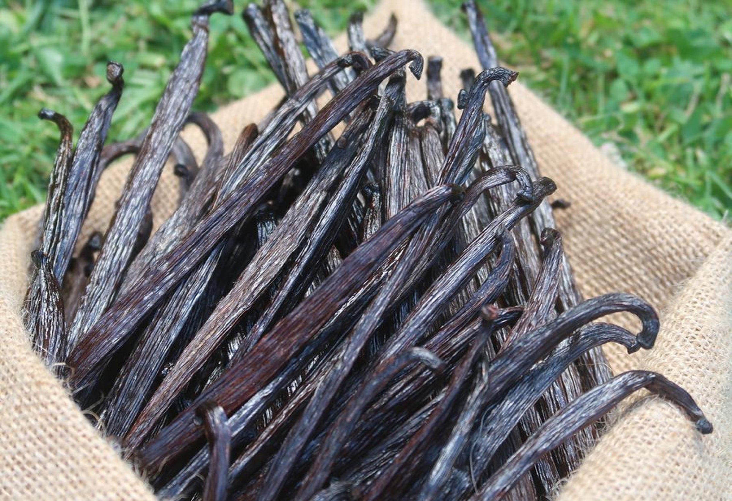 Order Organic Vanilla Beans Wholesale F&B Supply Top Quality Products ...